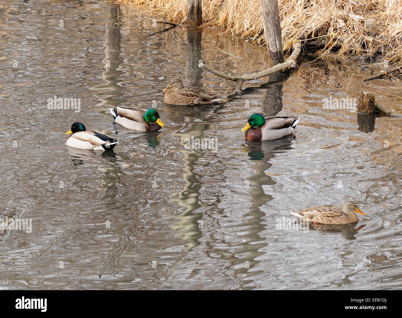 Waterfowl in river hi-res stock photography and images - Alamy