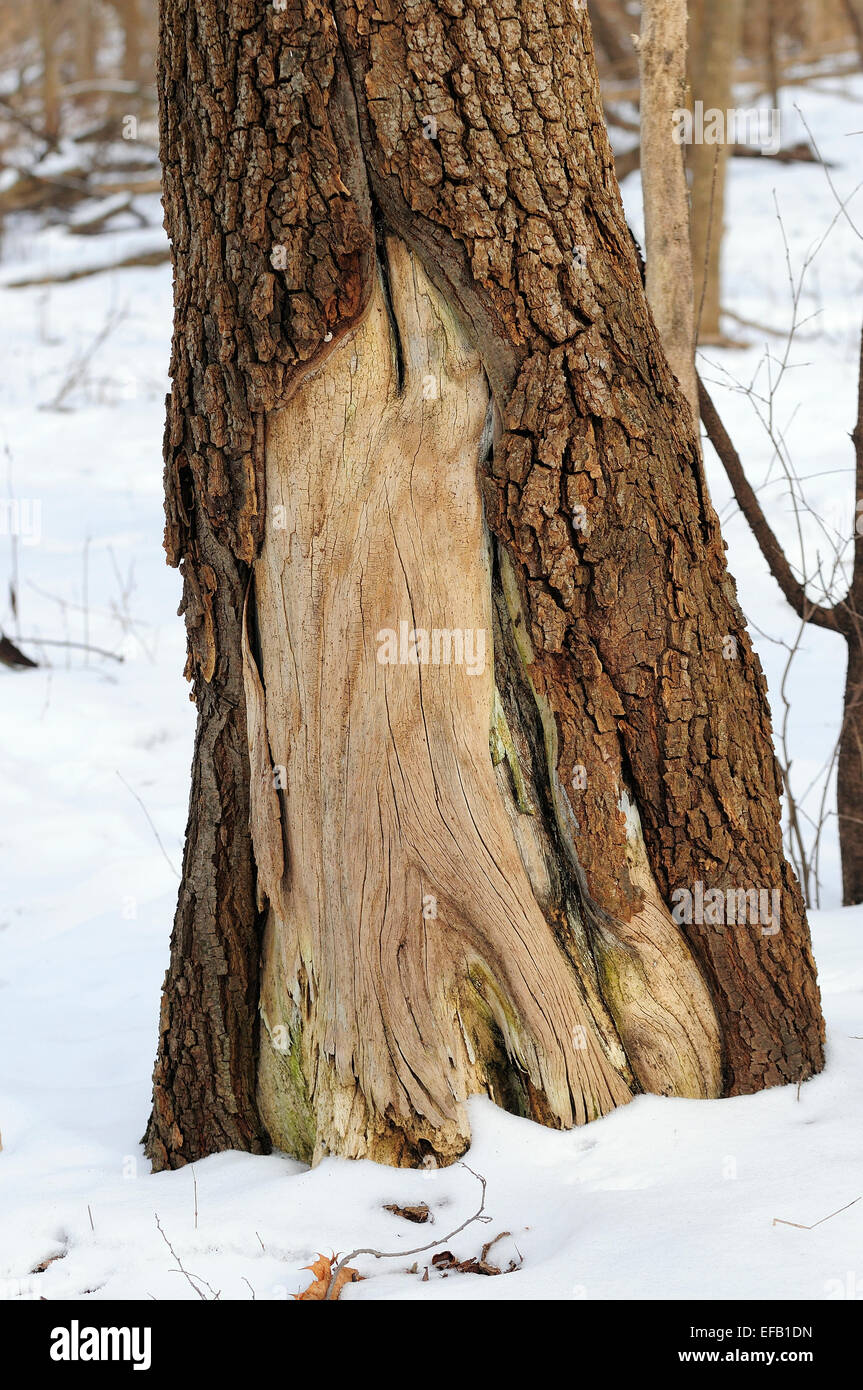 Tree trunk with area missing bark Stock Photo - Alamy
