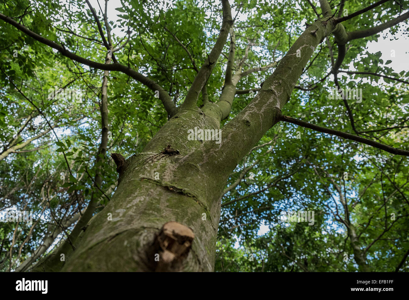 low viewpoint shot of trees with leaves Stock Photo - Alamy