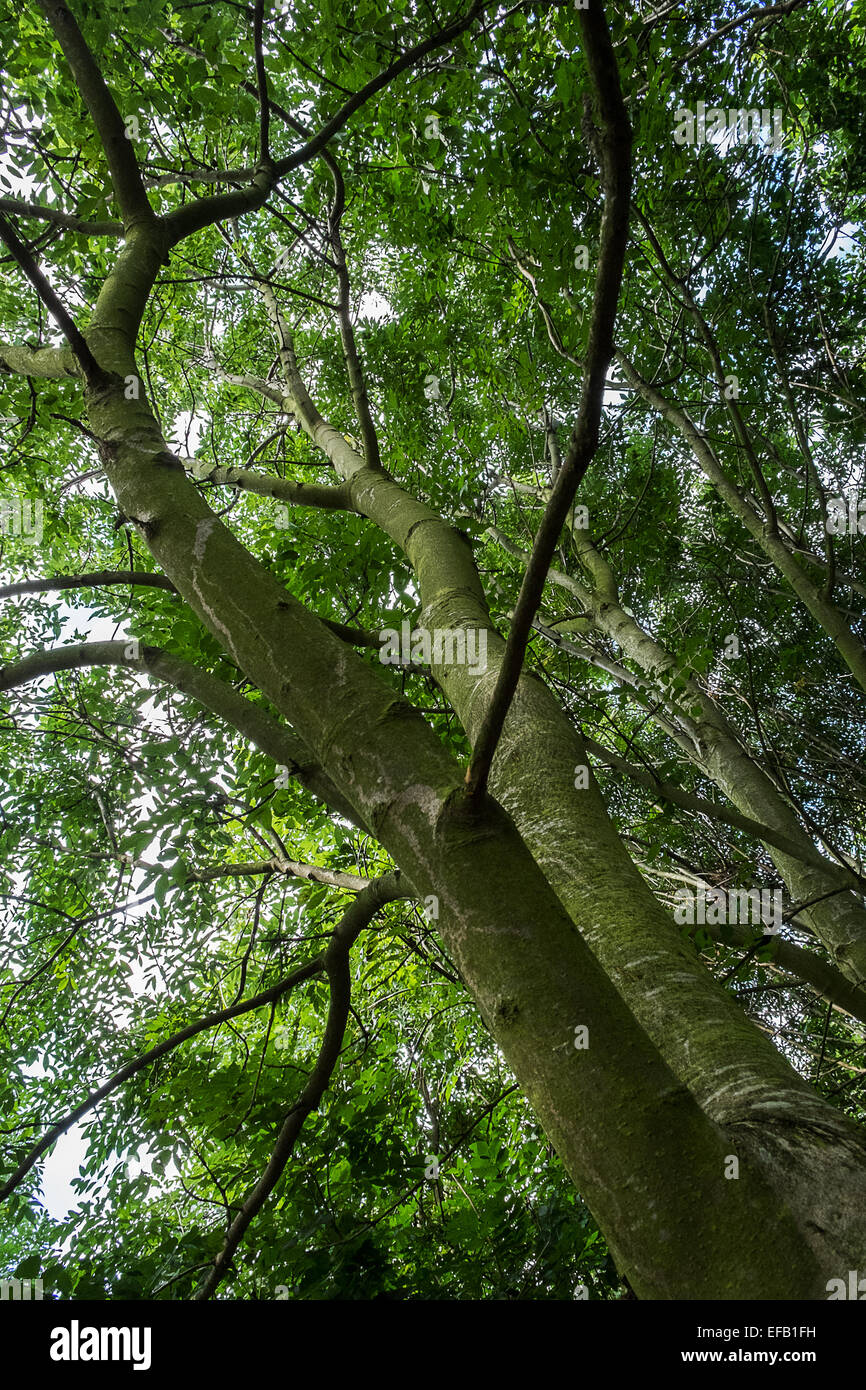 Low viewpoint hi-res stock photography and images - Alamy