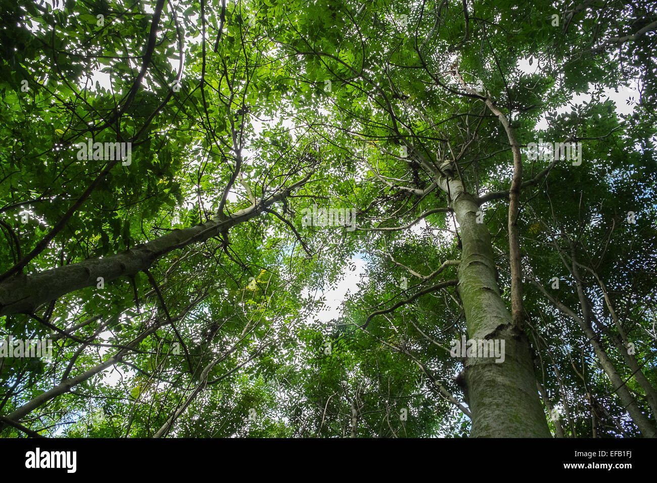 Low view tree leaves hi-res stock photography and images - Alamy