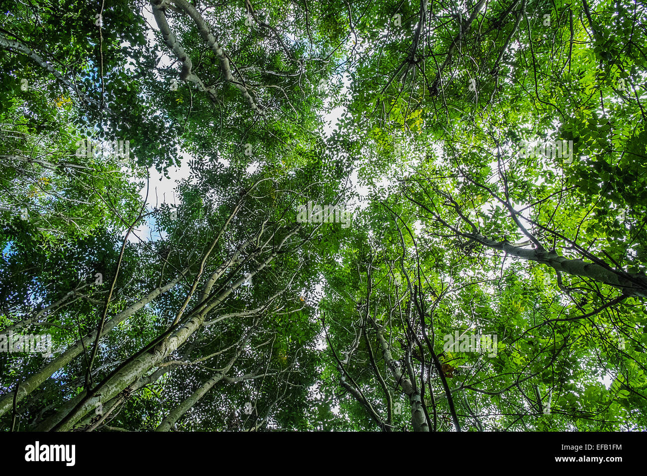 low viewpoint shot of trees with leaves Stock Photo - Alamy