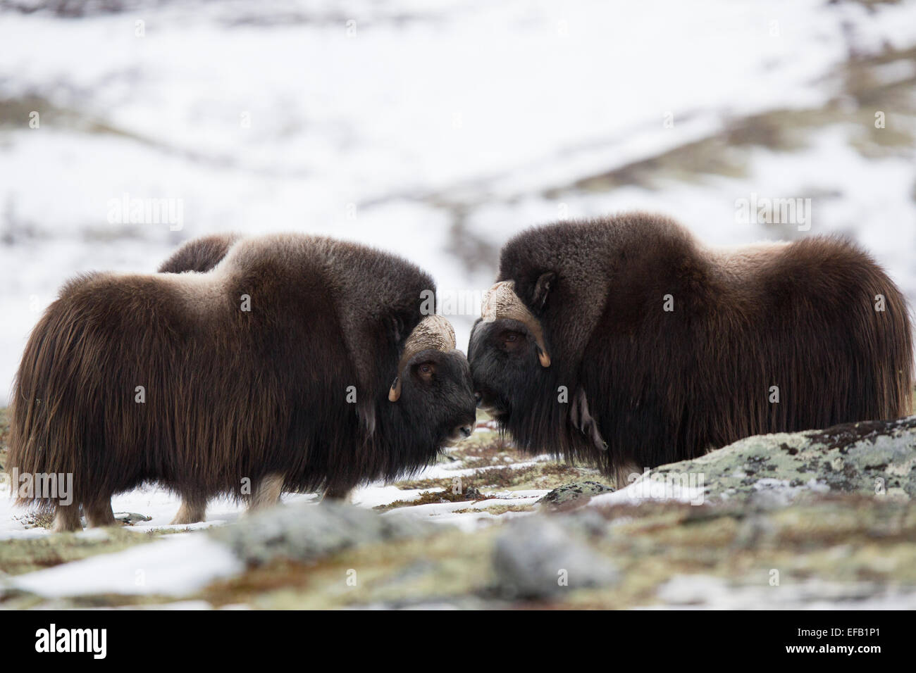 Male musk oxen (Ovibos moschatus), Dovrefjell-Sunndalsfjella National ...