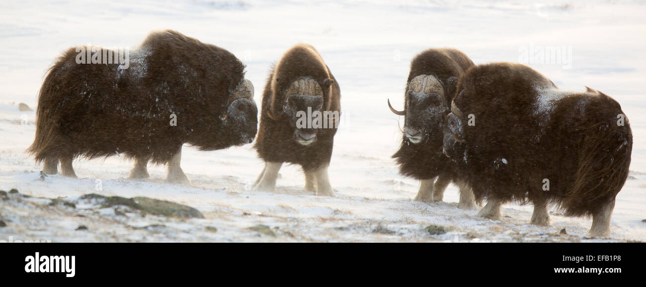 Four male musk oxen (Ovibos moschatus), Dovrefjell-Sunndalsfjella ...