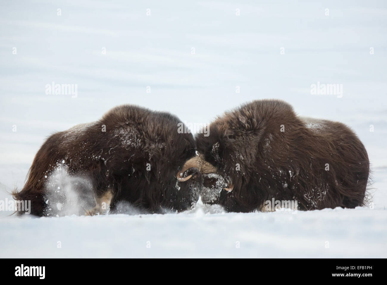 Musk ox fighting hi-res stock photography and images - Alamy