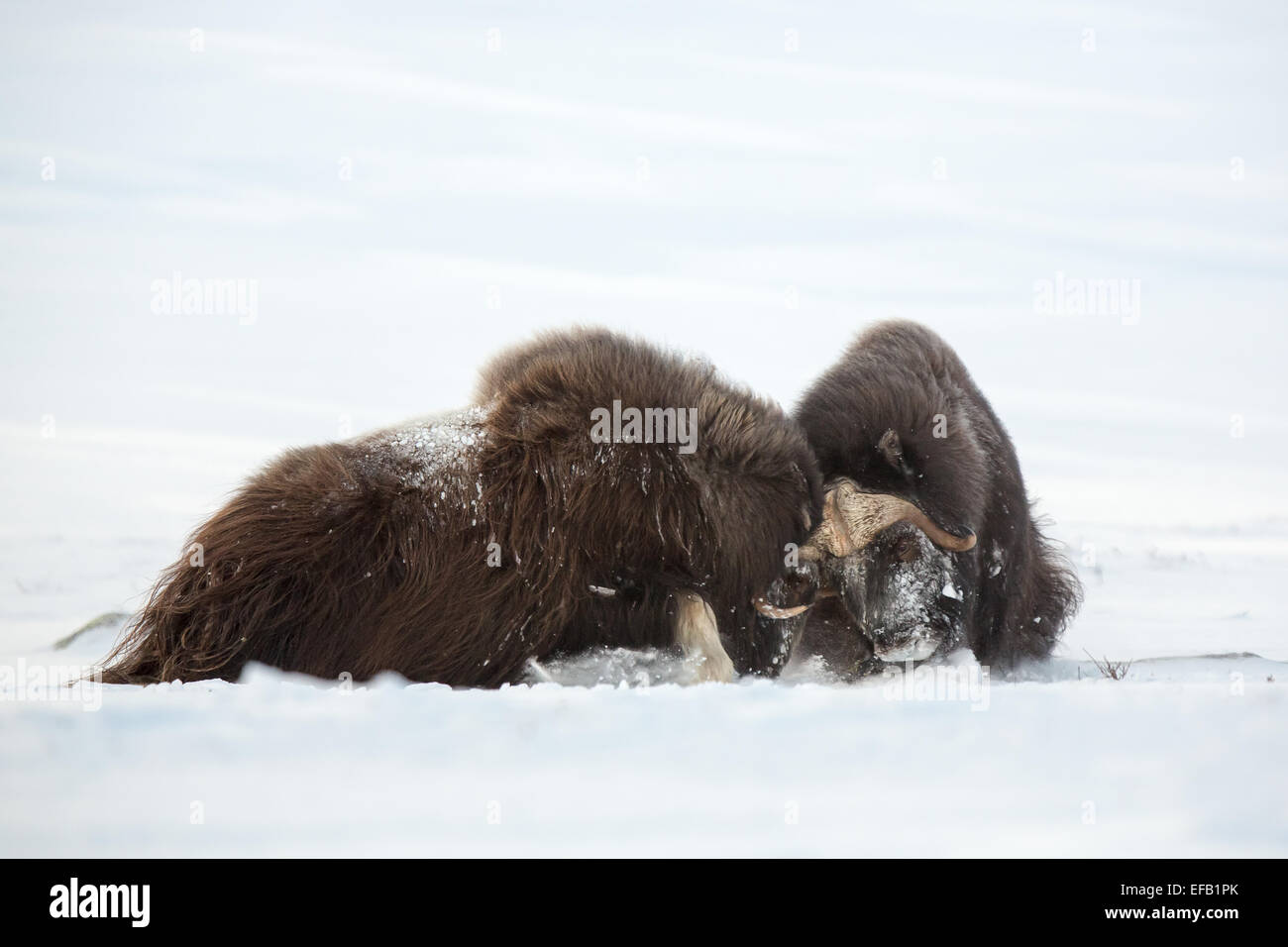 Musk ox fighting hi-res stock photography and images - Alamy