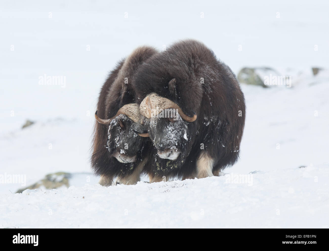 Musk Ox Fighting High Resolution Stock Photography and Images - Alamy