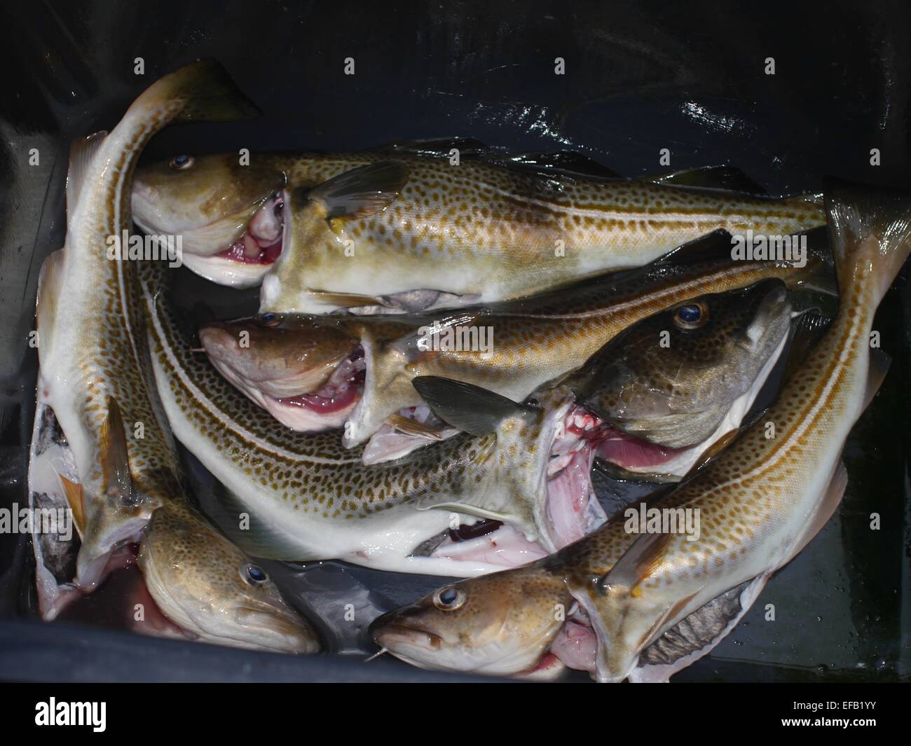 big cod fishes in black box Stock Photo - Alamy