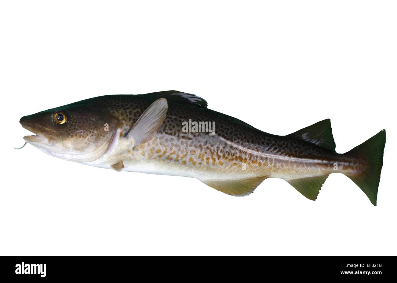 big cod fish on a white background Stock Photo - Alamy