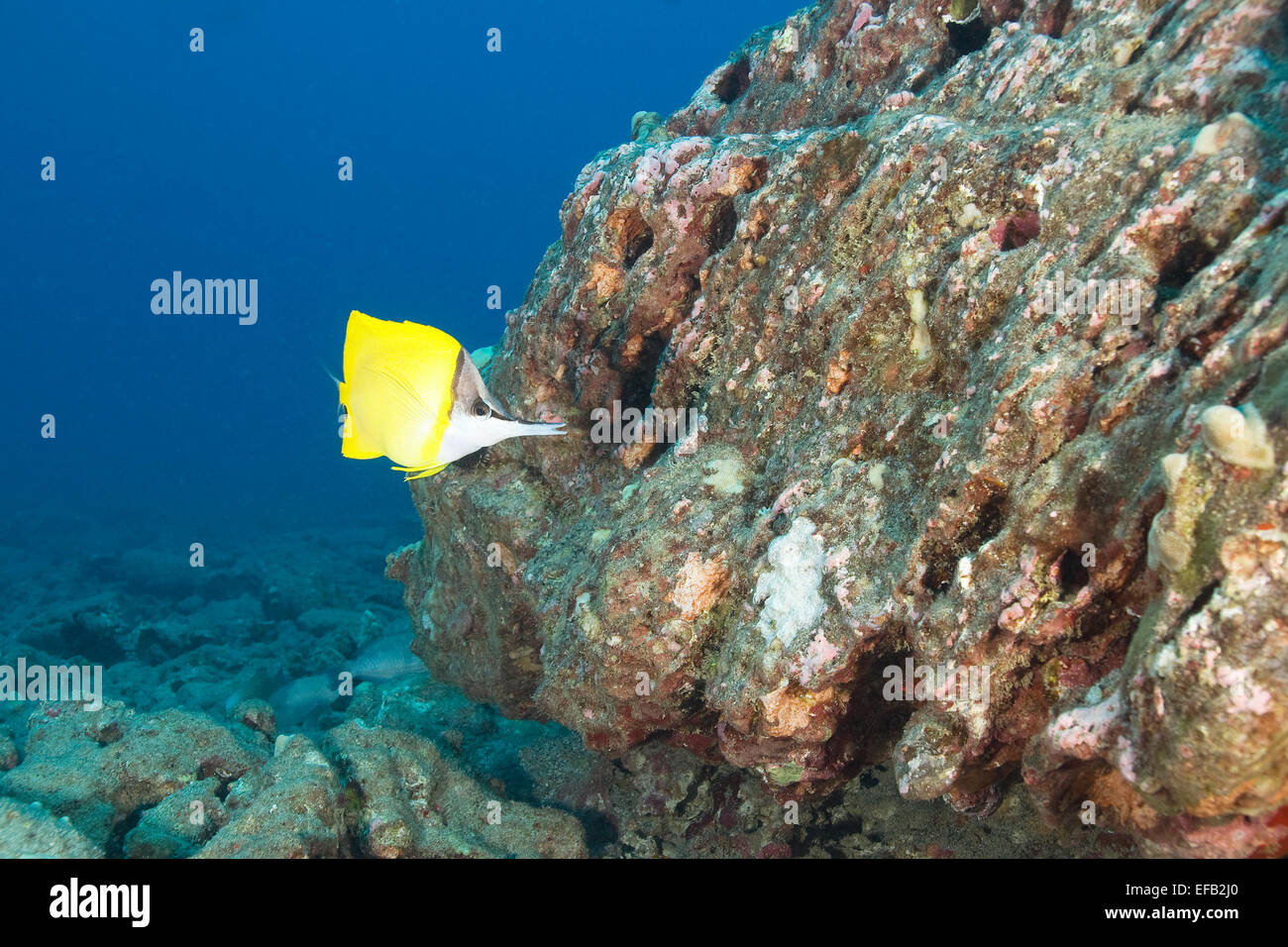 Tropical fish swimming at Hawaii Coral reef Stock Photo - Alamy