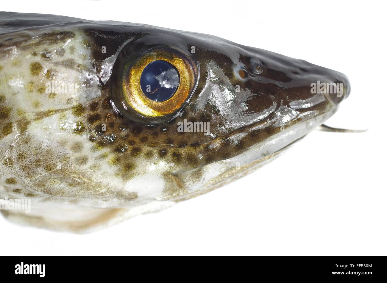 Big cod fish hi-res stock photography and images - Alamy