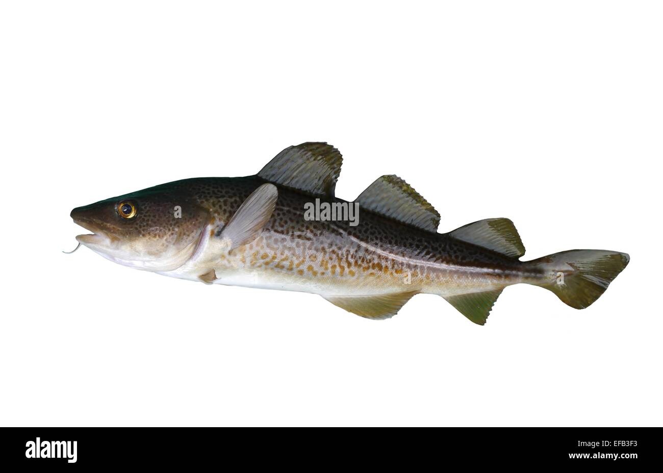 big cod fish on a white background Stock Photo - Alamy