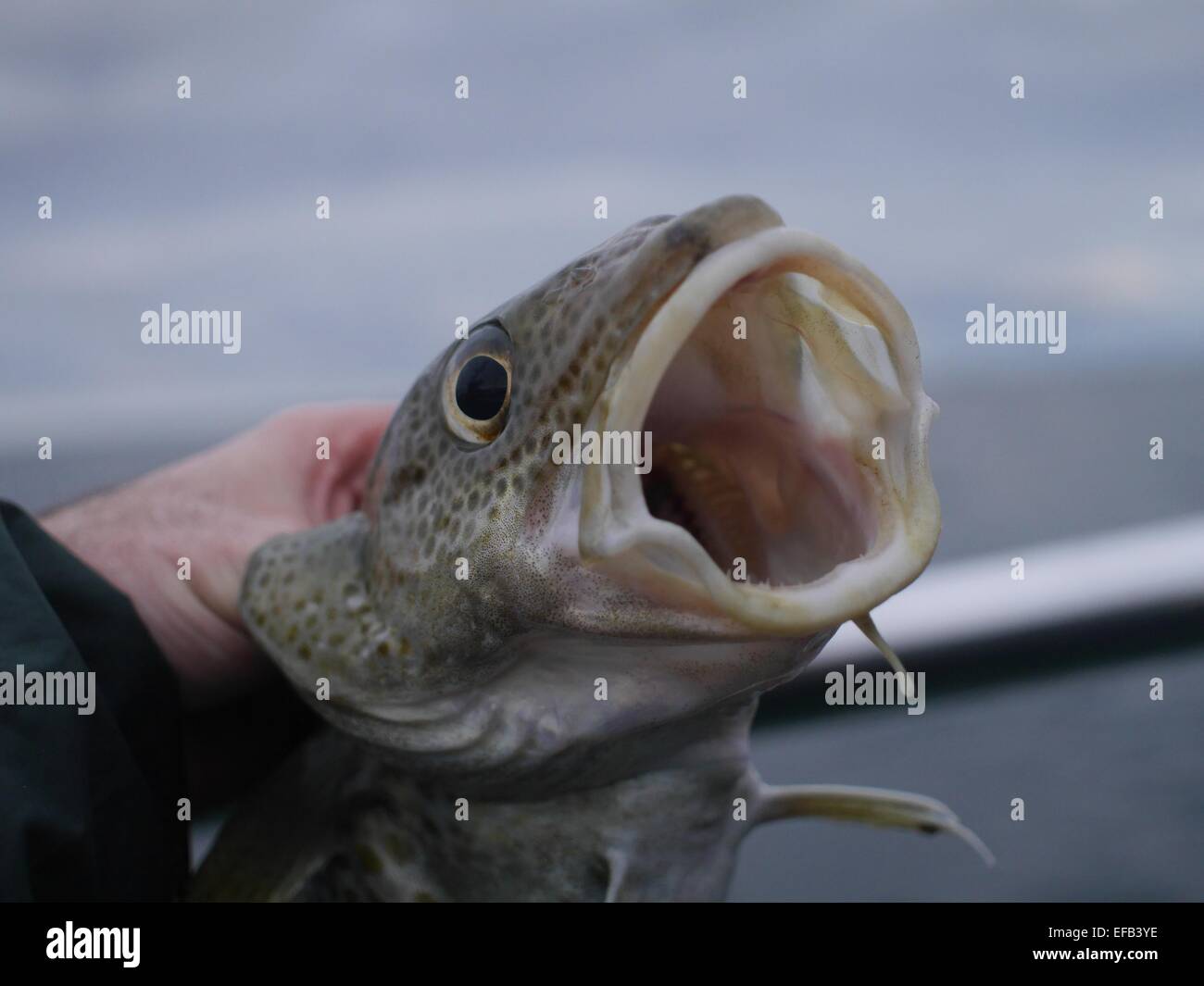 Hand predator hi-res stock photography and images - Alamy