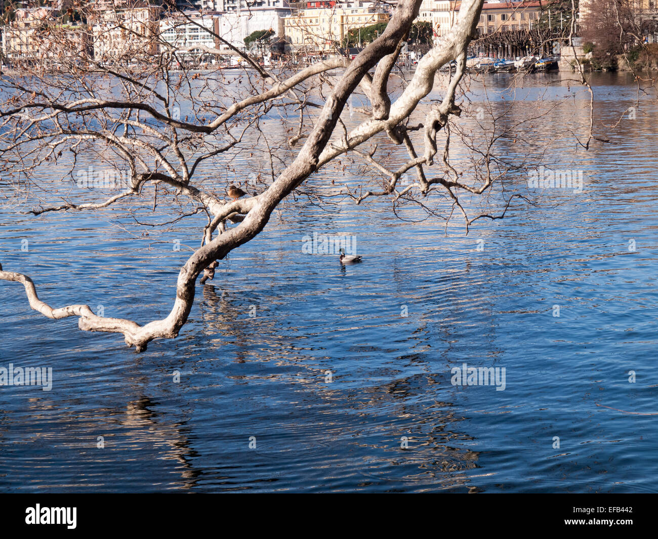 Lugano, Switzerland. 30th January, 2015. Switzerland Weather: Ciani ...