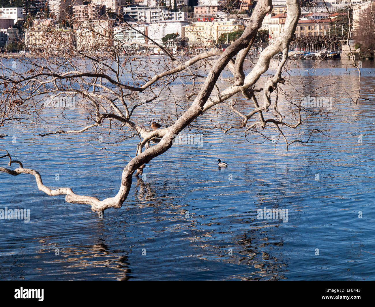 Lugano, Switzerland. 30th January, 2015. Switzerland Weather: Ciani ...
