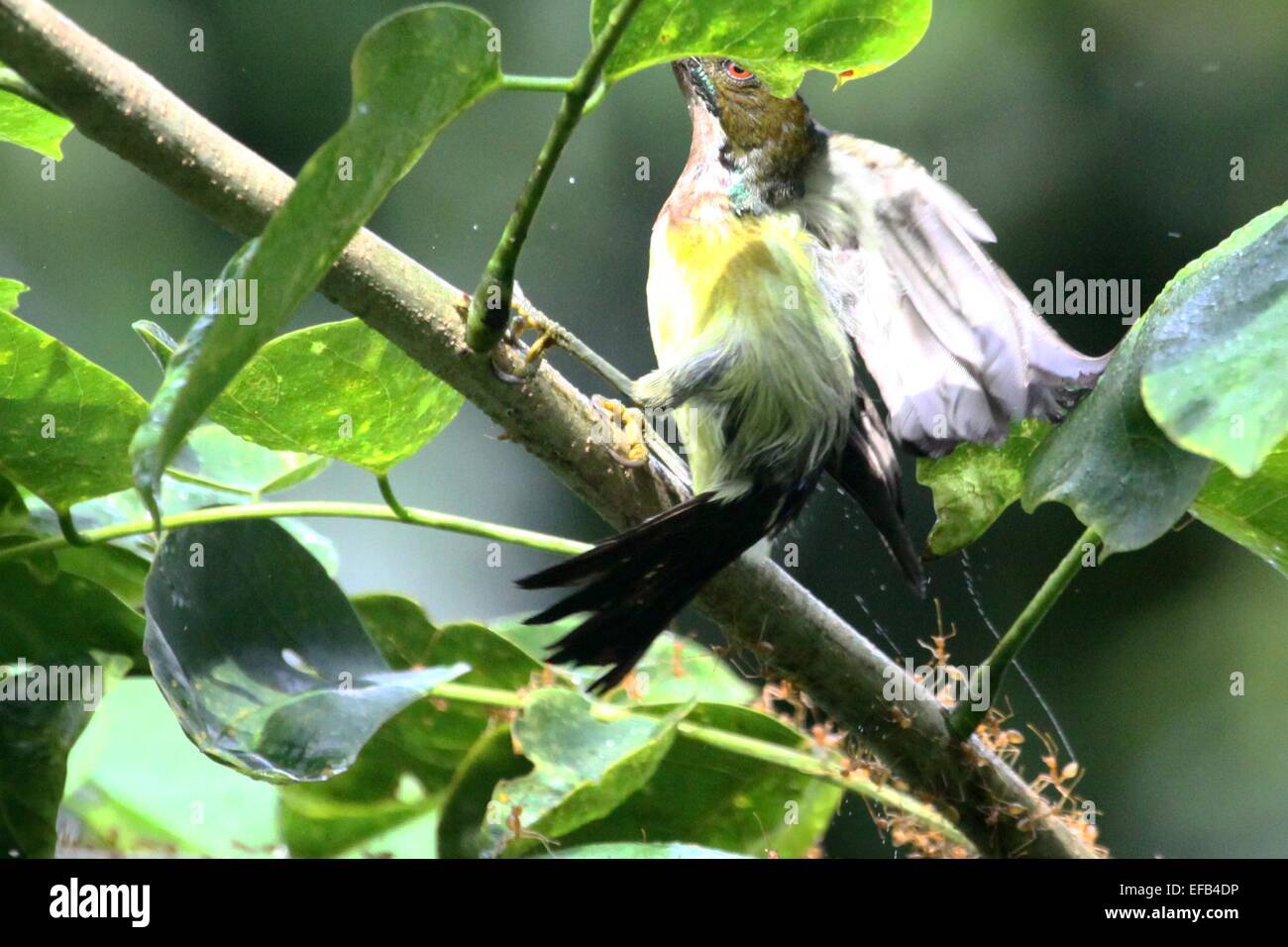 Ant spraying acid hi-res stock photography and images - Alamy
