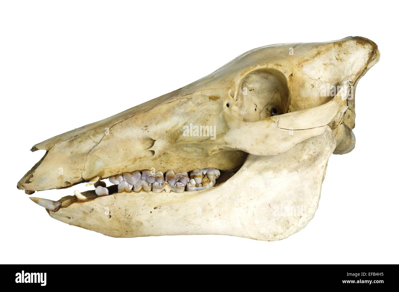 Wild Boar Skull With Tusks