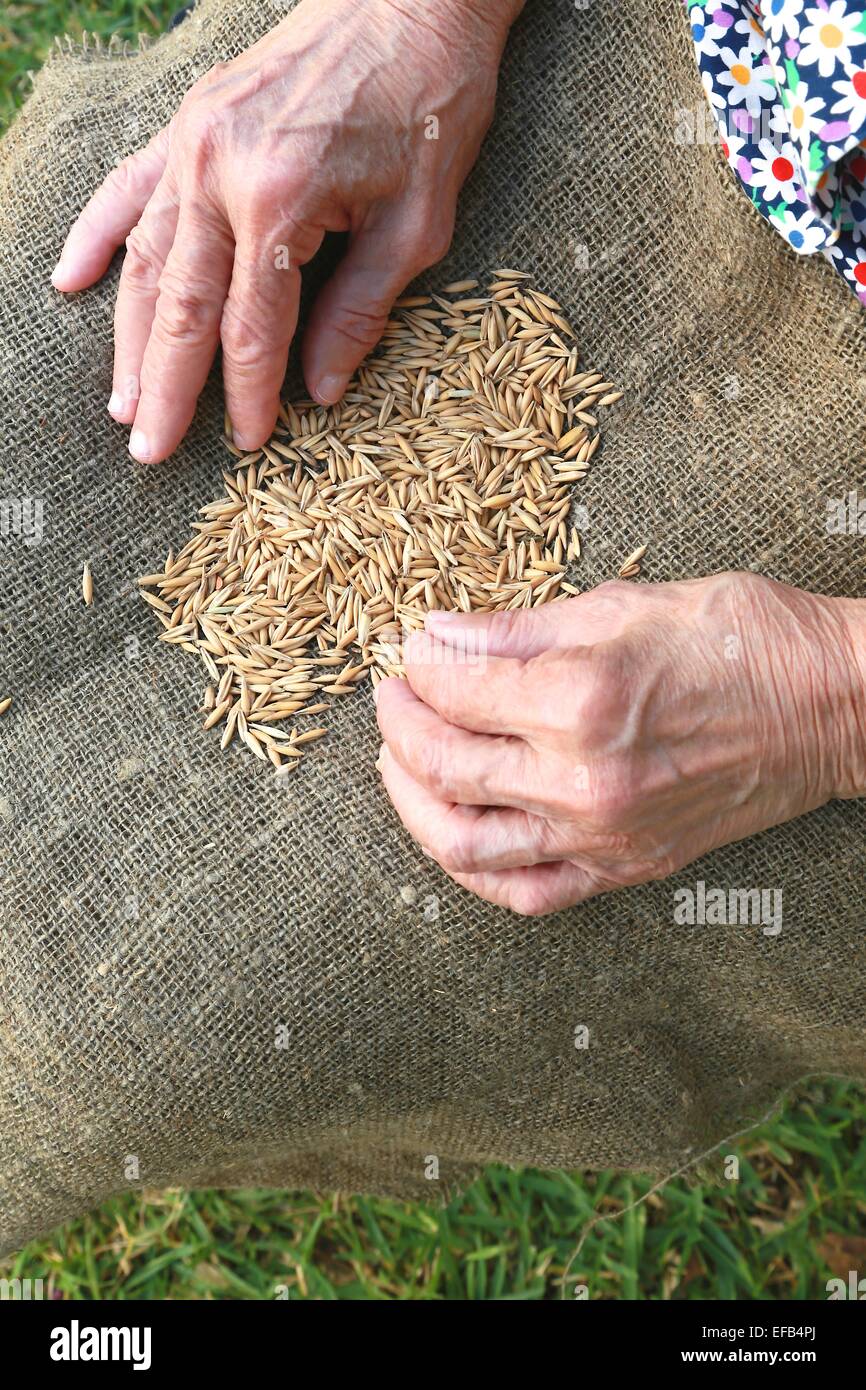 Not peeled oat grains on the knees of a senior woman Stock Photo - Alamy
