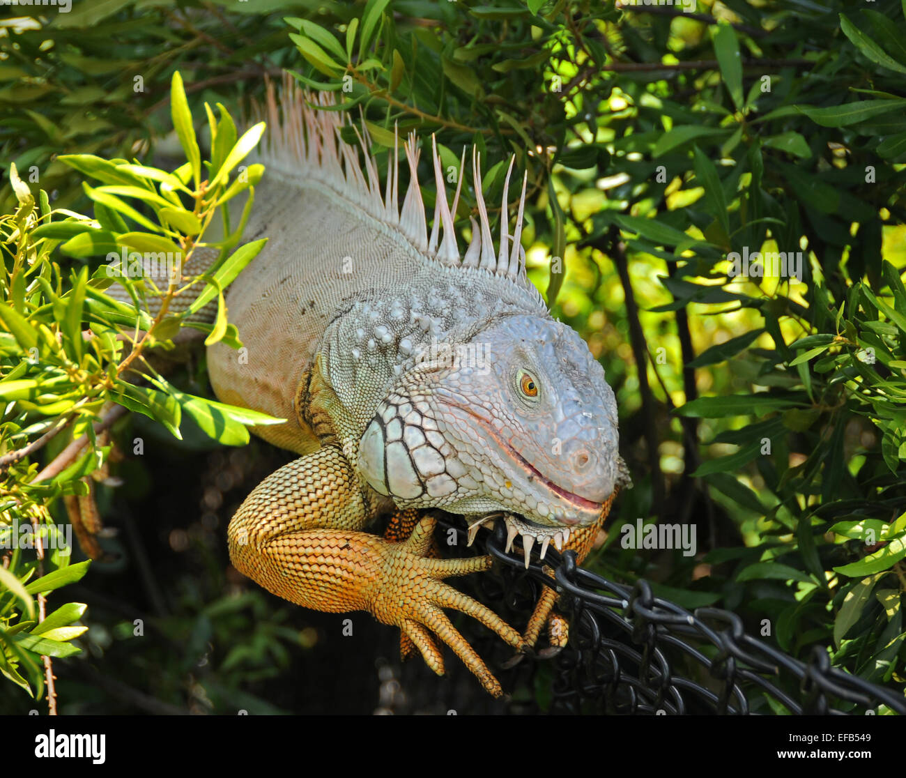 Giant iguana crawling on a fence Stock Photo - Alamy
