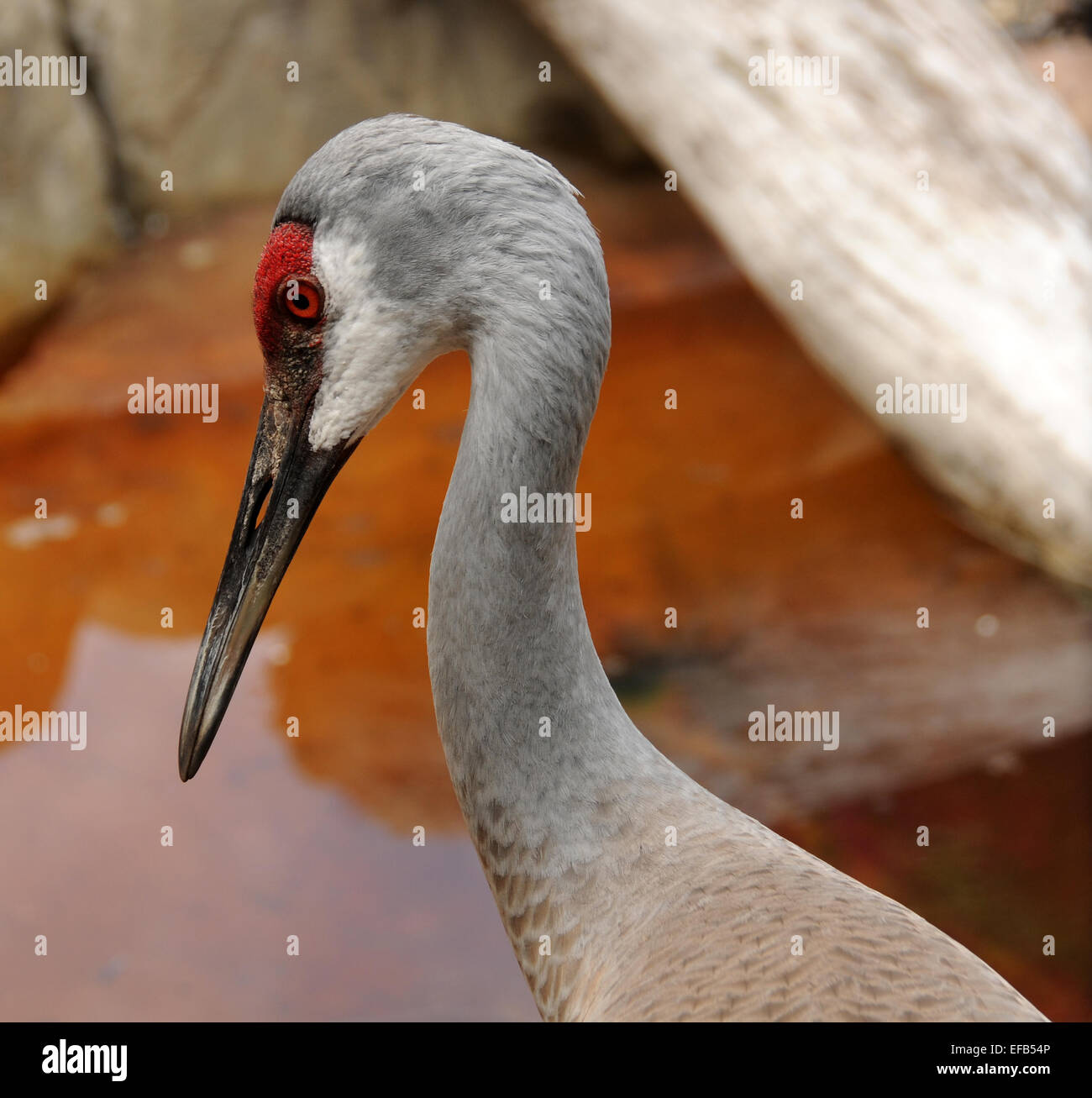 African gray crane portrait view Stock Photo - Alamy