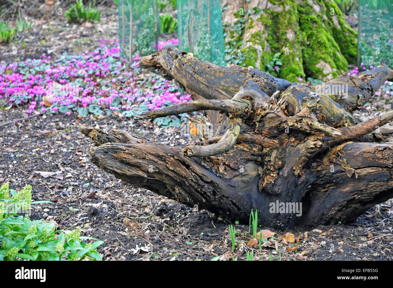 Robin on an old tree stump hi-res stock photography and images - Alamy