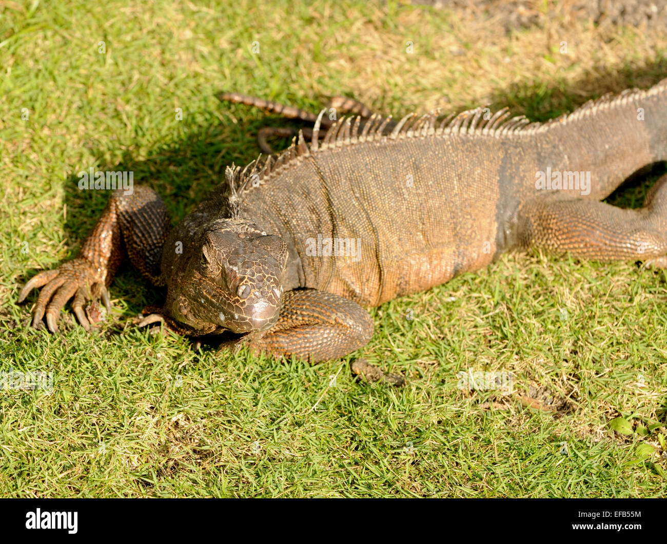 Giant iguana hi-res stock photography and images - Alamy