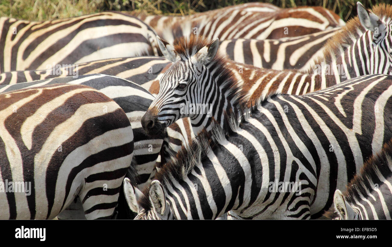 A baby common zebras, Equus Quagga, surrounded by the herd in Serengeti ...