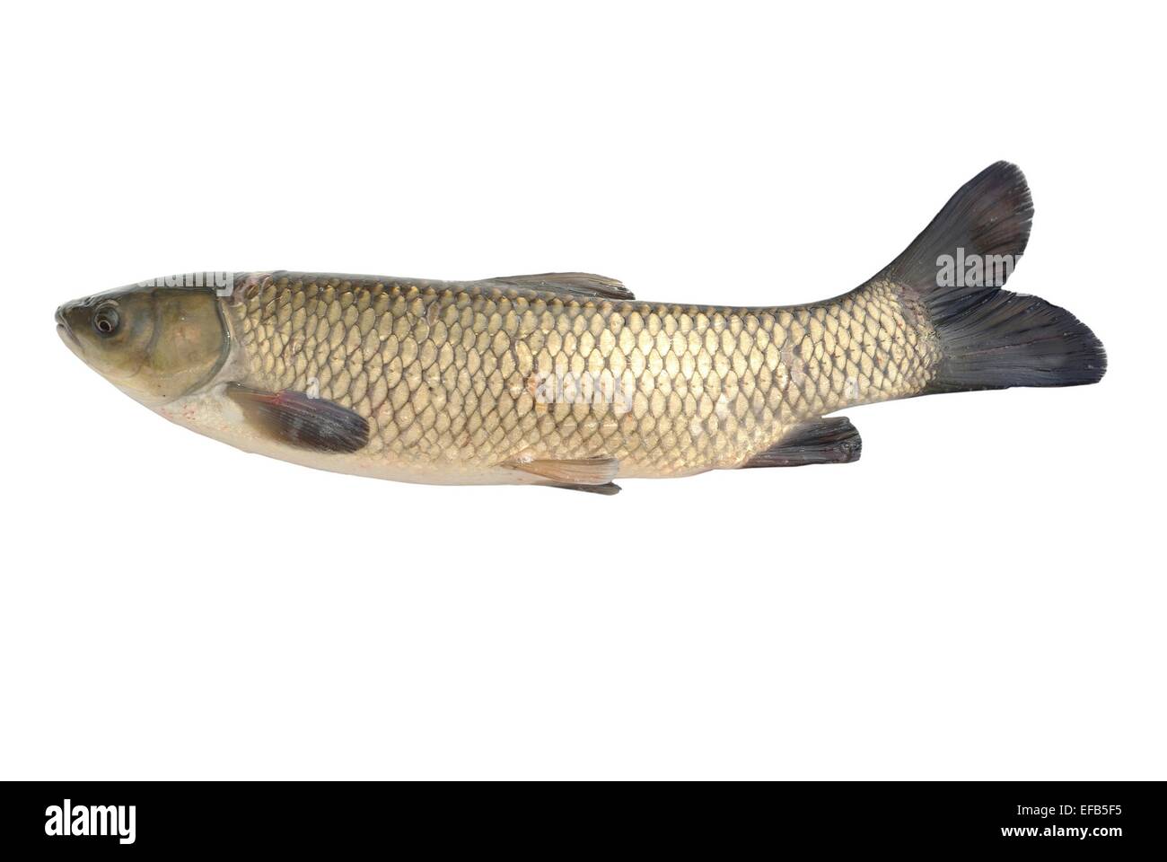 Amur carp hi-res stock photography and images - Alamy