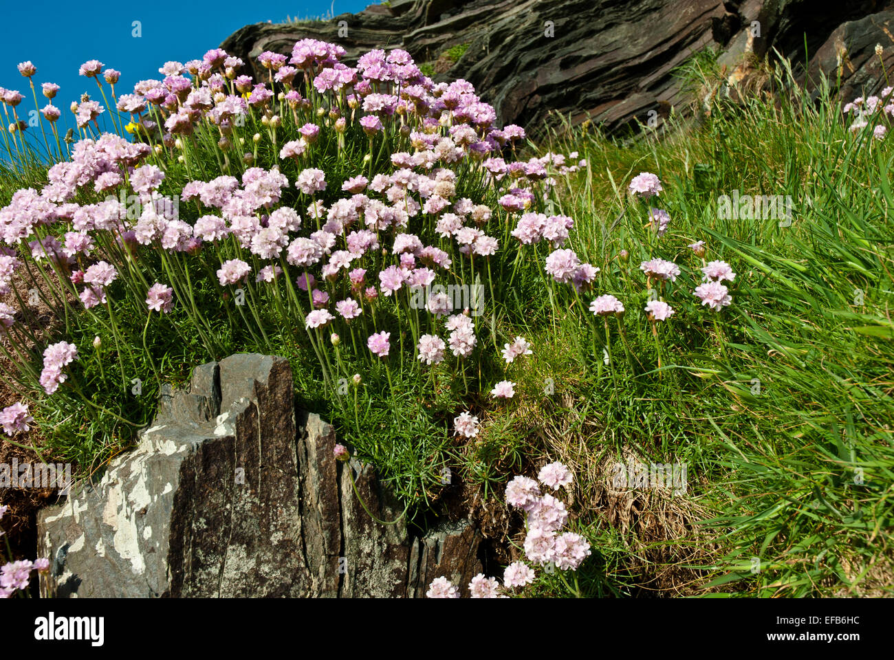 Flower Pink Coastal Sea High Resolution Stock Photography and Images ...