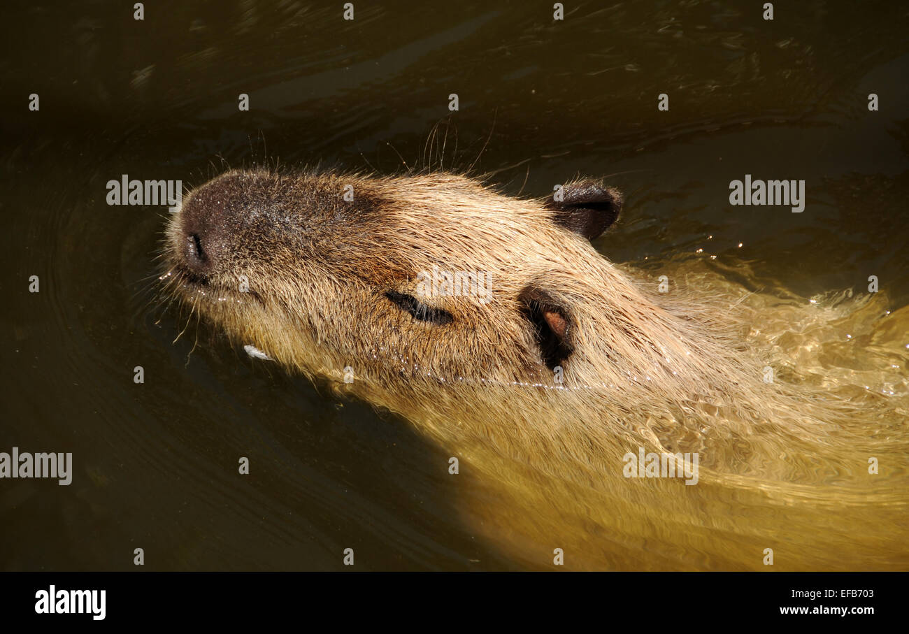 Capybara swimming in the river hi-res stock photography and images - Alamy