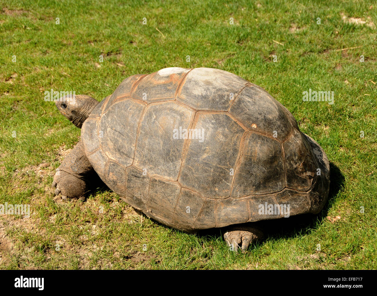 Giant land tortoise seen from abive Stock Photo - Alamy