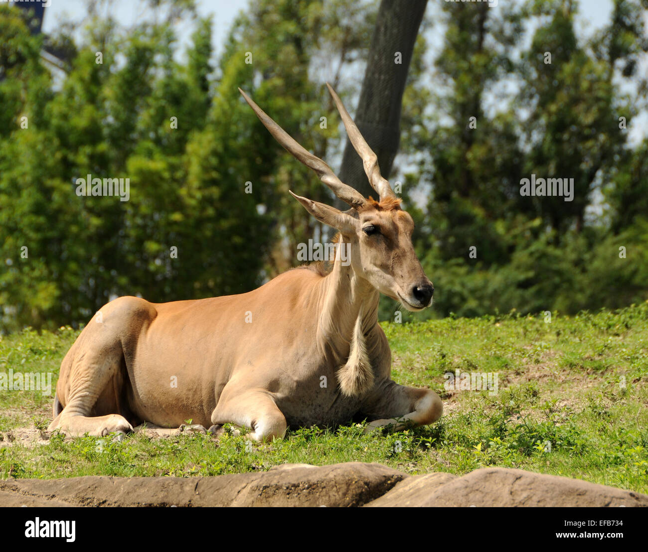 Wild African antelope resting in the wilderness Stock Photo - Alamy