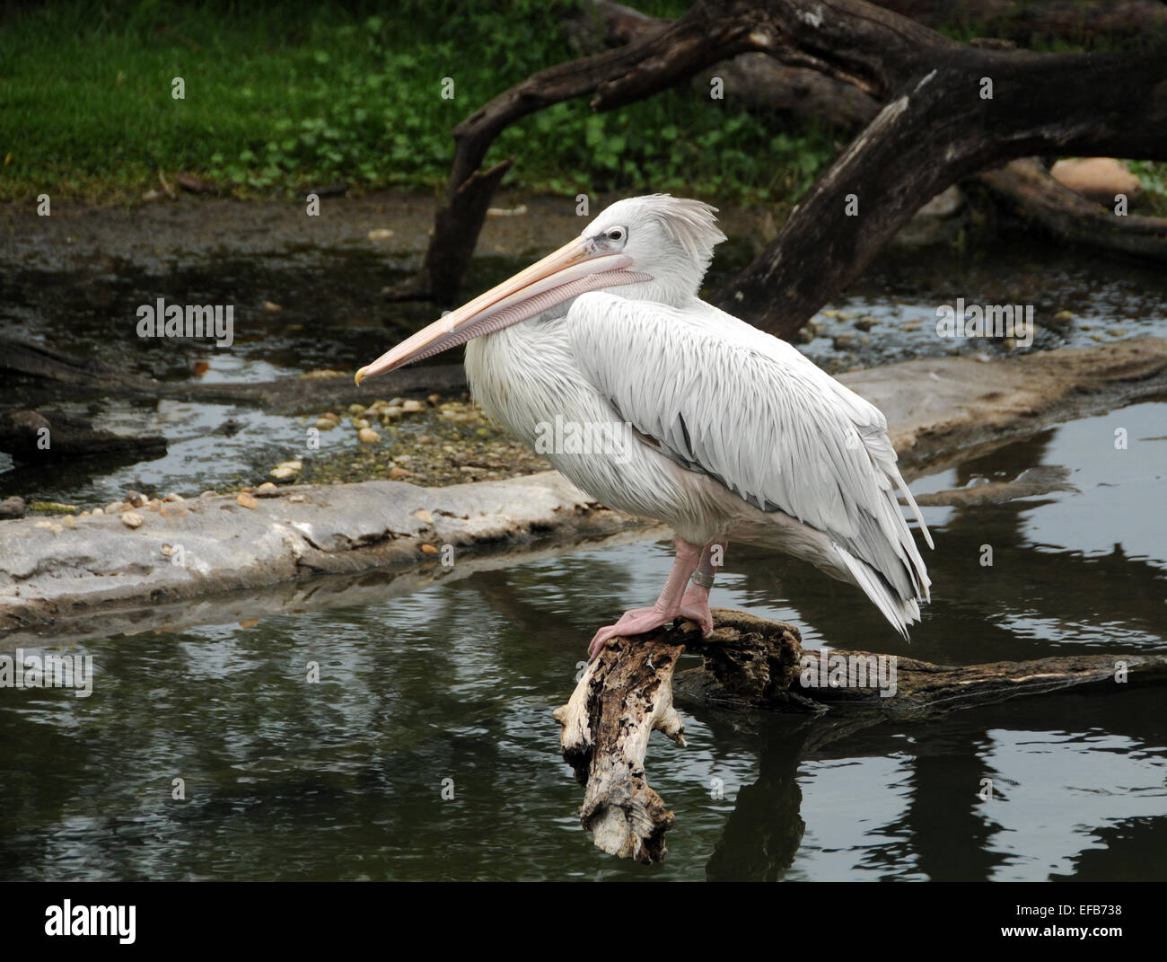 Old pelican sitting on a tree branch Stock Photo - Alamy