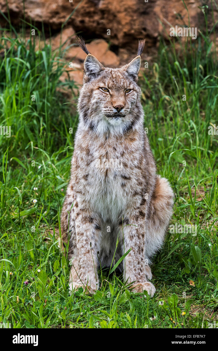 Eurasian lynx (Lynx lynx) sitting at base of rock face Stock Photo - Alamy
