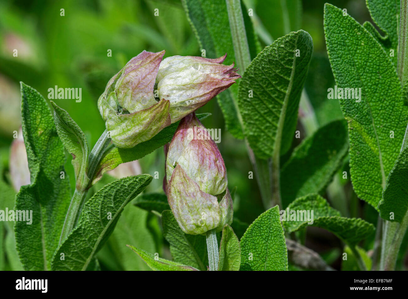 Close up of garden sage / common sage (Salvia officinalis) flower buds ...