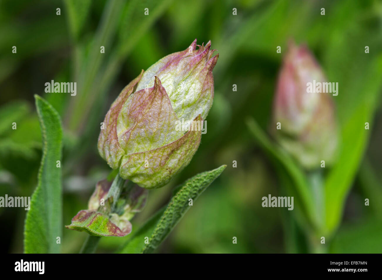 Close up of garden sage / common sage (Salvia officinalis) flower buds ...
