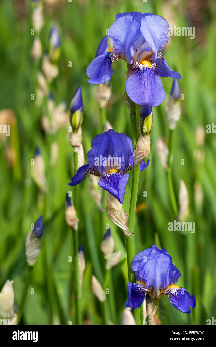Iris germanica hi-res stock photography and images - Alamy