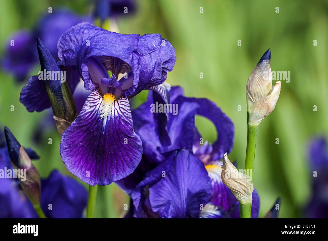 Iris germanica hi-res stock photography and images - Alamy