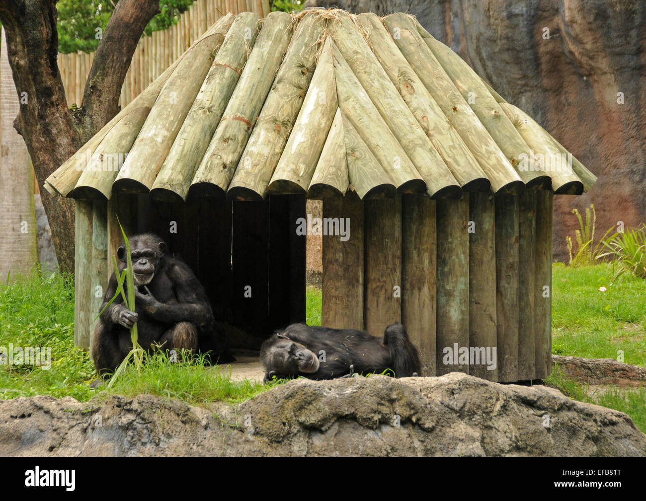 Chimps in a wildlife shelter Stock Photo - Alamy