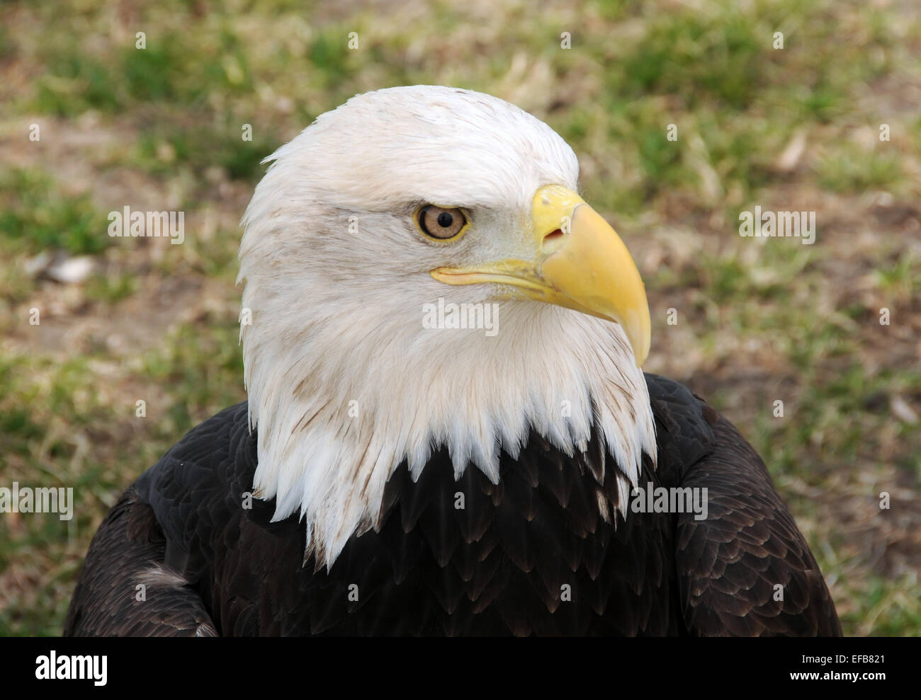 Portrait view of proud bold eagle Stock Photo - Alamy