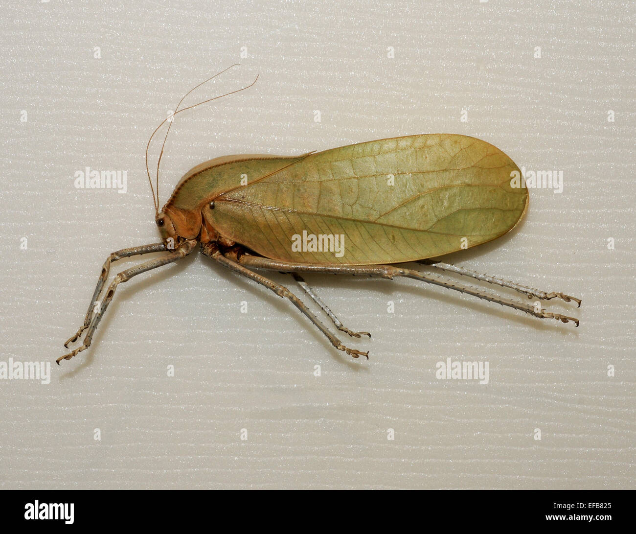 Pinned grasshopper closeup view Stock Photo - Alamy