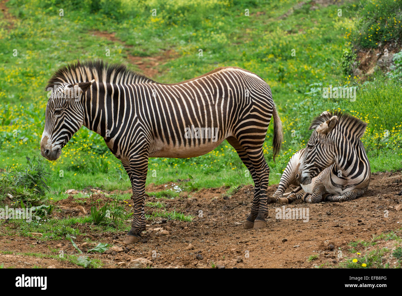Two Grévy's zebras / imperial zebra (Equus grevyi) native to Kenya and ...