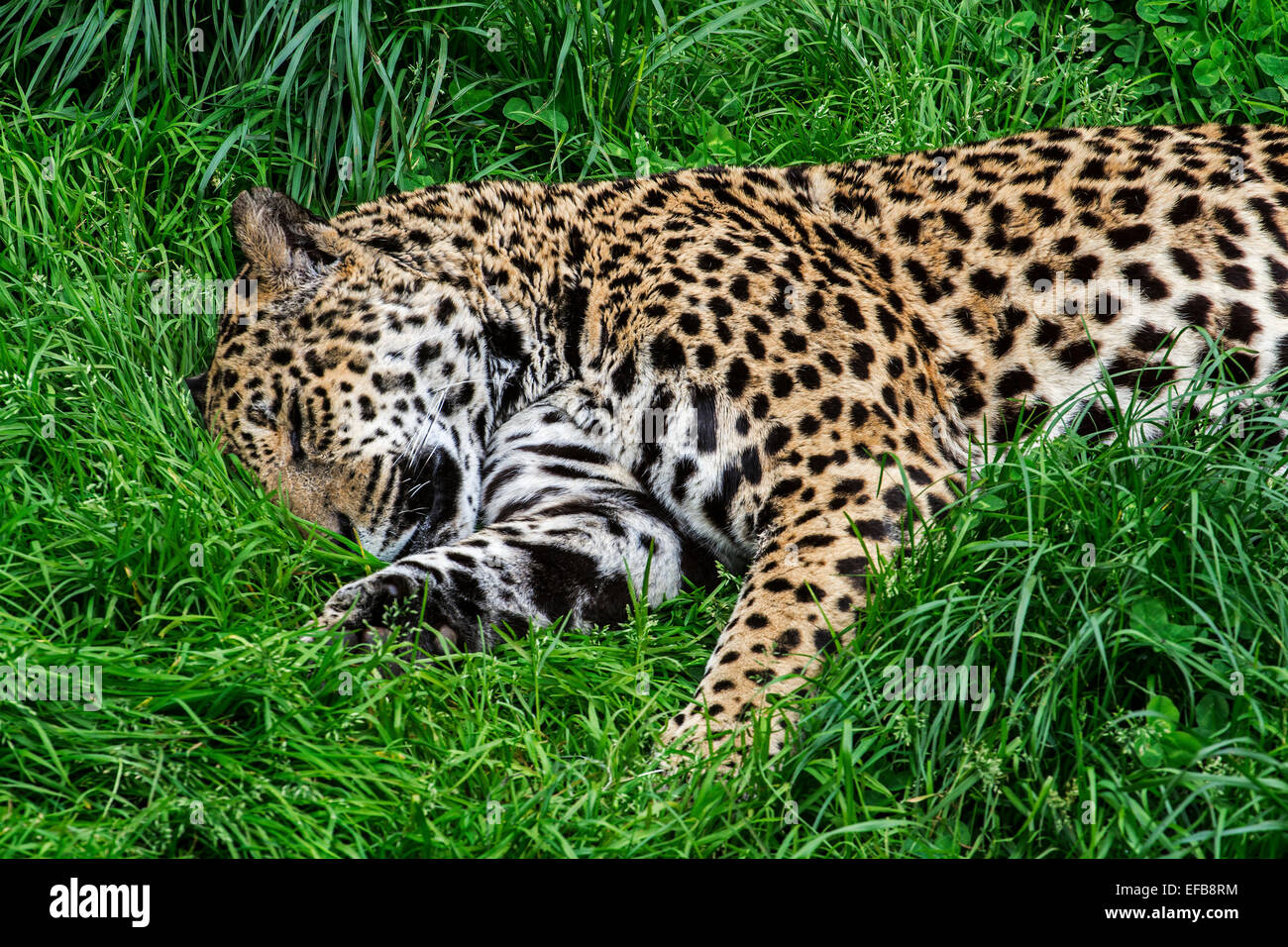 Panther / jaguar (Panthera onca) sleeping in the grass, native to ...