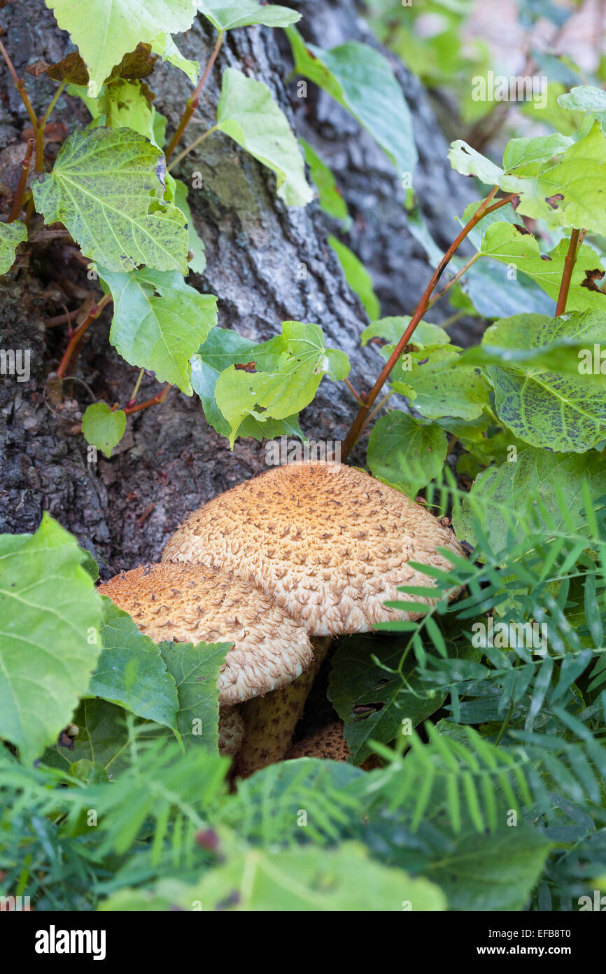 Shaggy Pholiota mushroom Stock Photo - Alamy