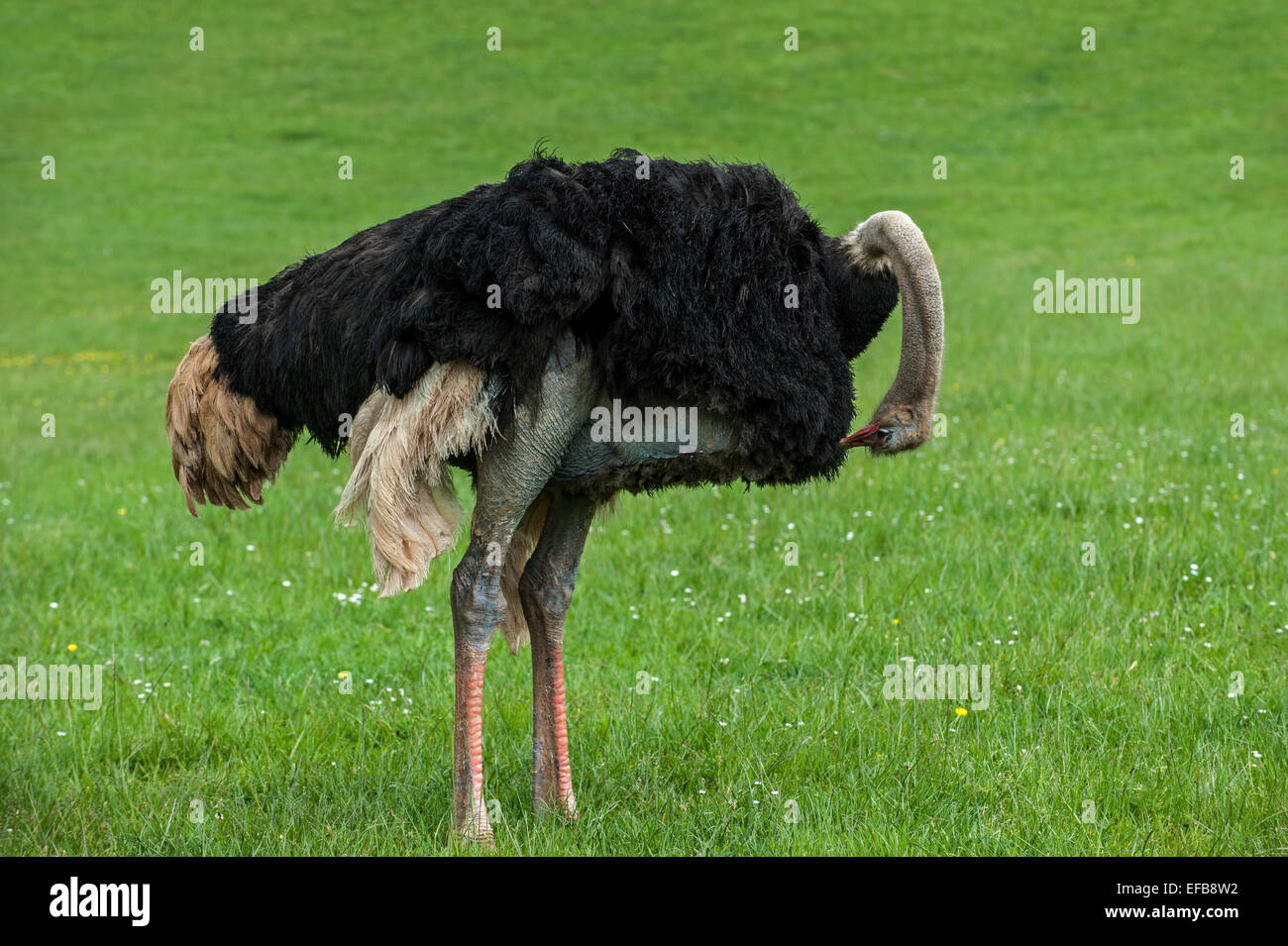 Common ostrich (Struthio camelus) male preening feathers Stock Photo ...