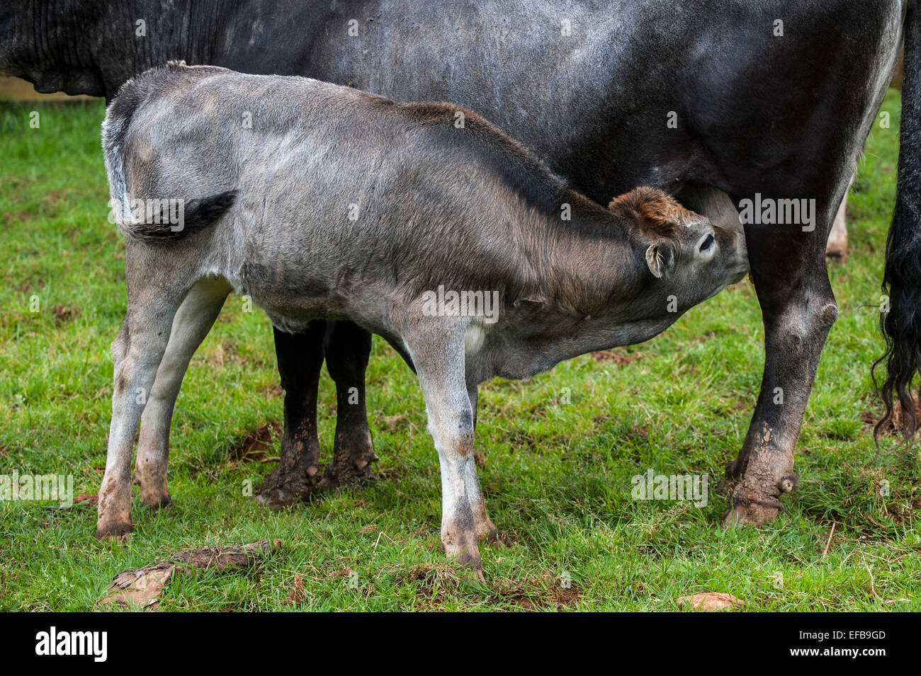 Tudanca cow suckling calf, primitive breed of cattle from Cantabria ...