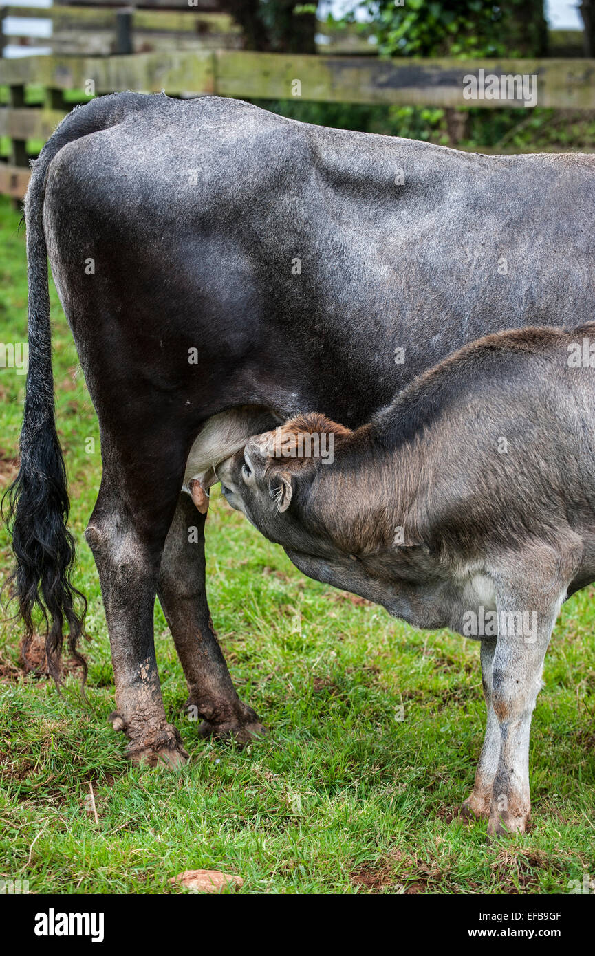 Cow drinking milk hi-res stock photography and images - Alamy