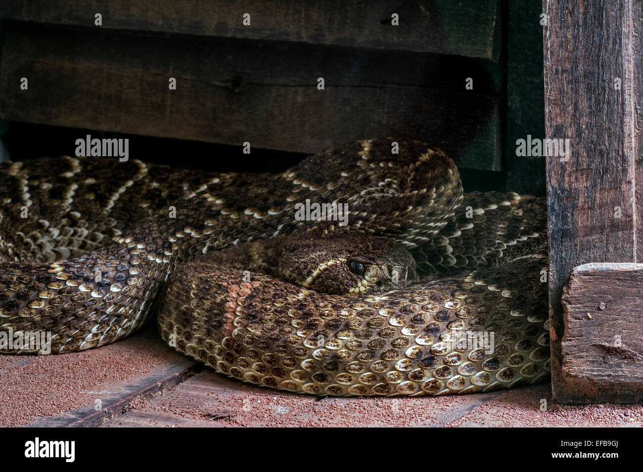 Western diamondback rattlesnake / Texas diamond-back (Crotalus atrox ...