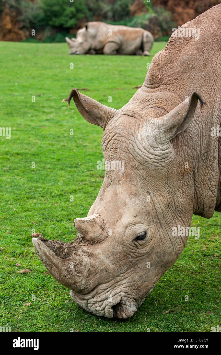 Close up portrait of white rhino / Square-lipped rhinoceros ...