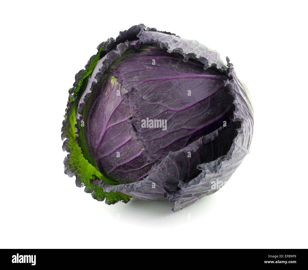 cabbage, January king Stock Photo - Alamy